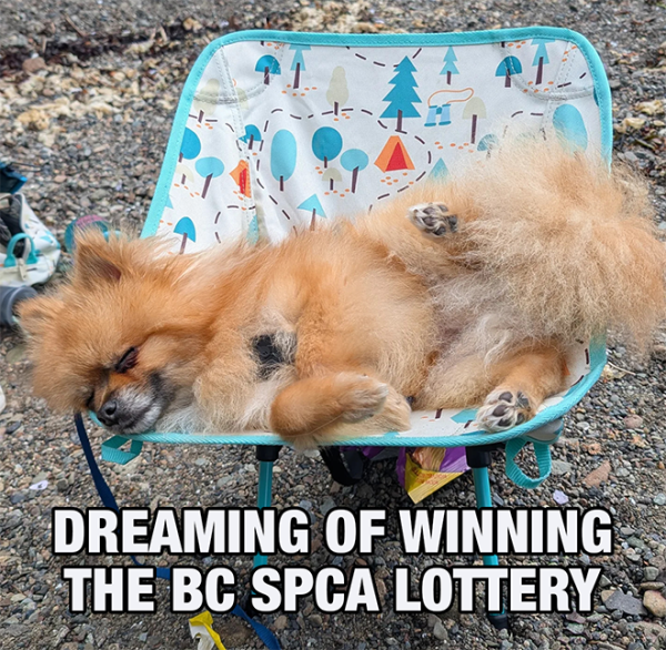 BC SPCA 50/50 tickets selling fast | The Home Lottery News™